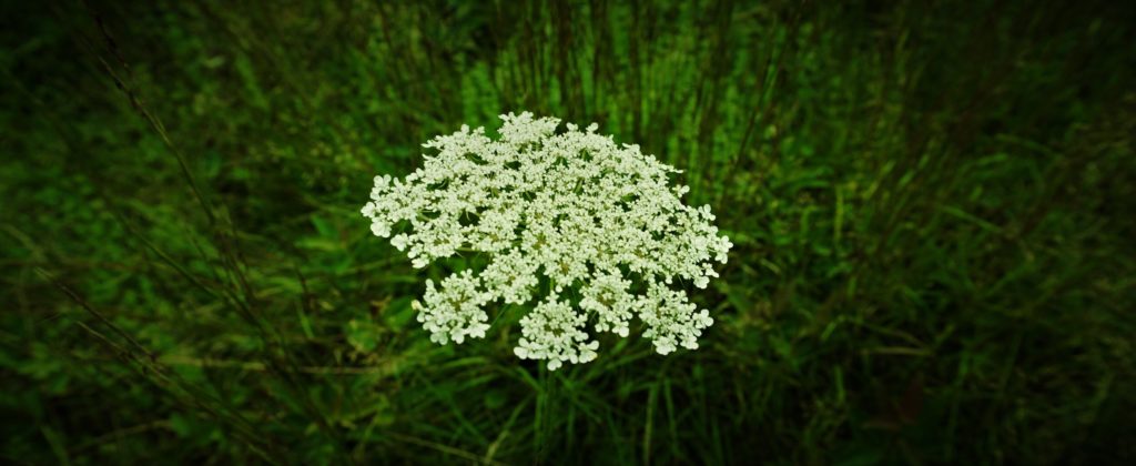 The Sip that Killed Socrates: Poison Hemlock - DrinkingFolk