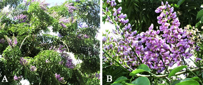 The Heresy of Mayan Mead: Balché - DrinkingFolk