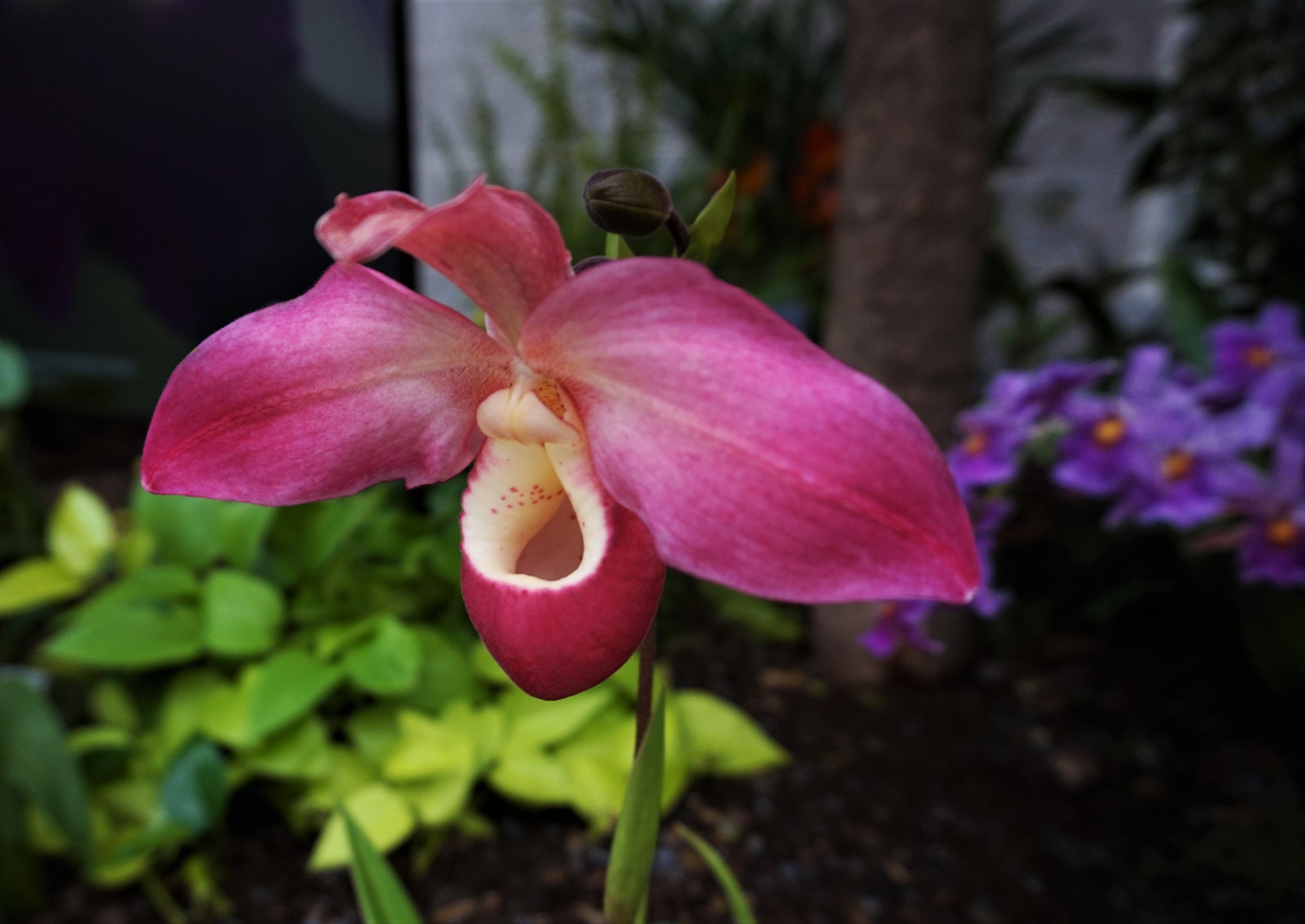 Drinking Orchids: an Introduction to Turkish Salep - DrinkingFolk